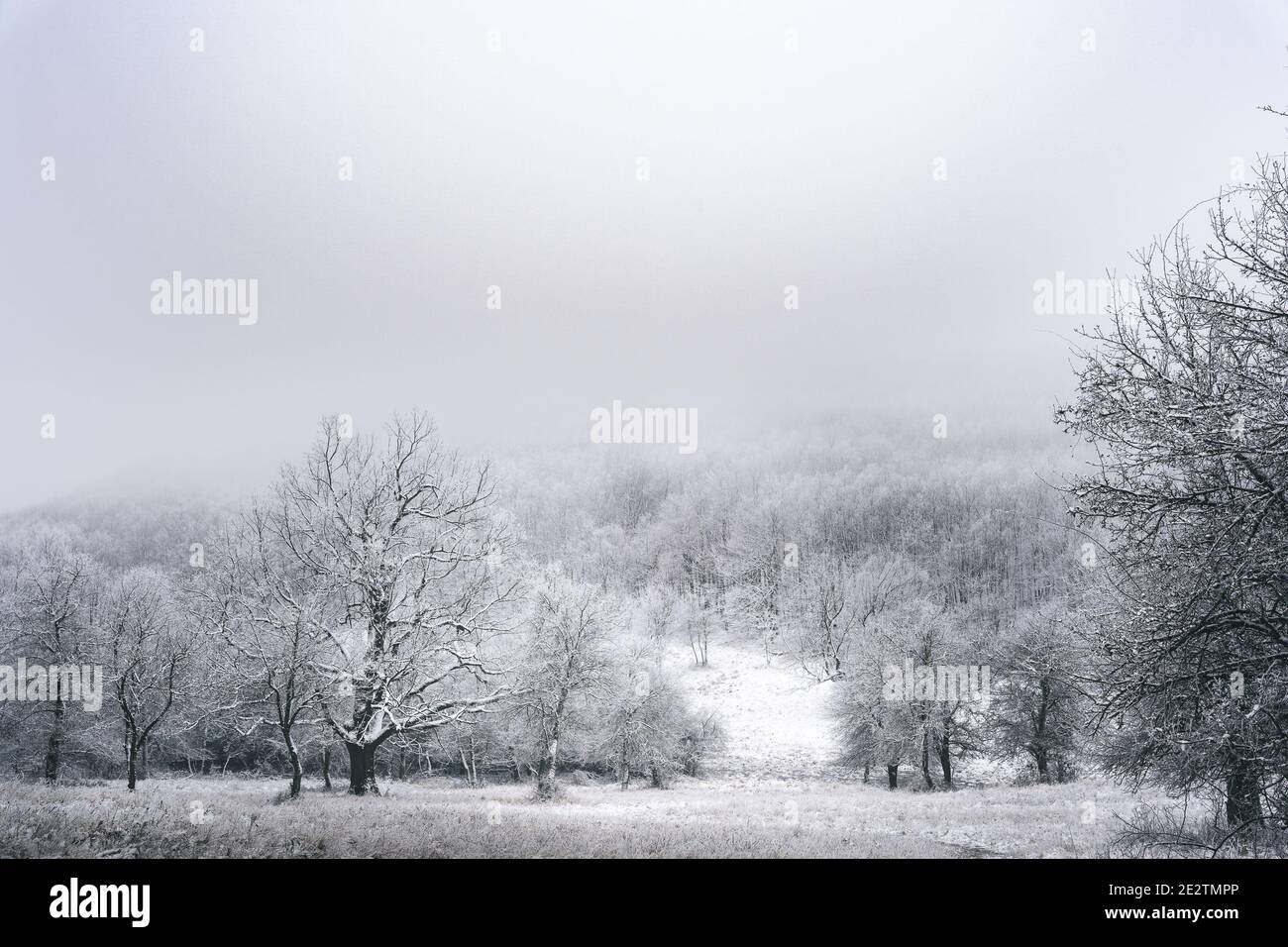 Beautiful winter landscape of a snowy hill on a foggy day Stock Photo ...