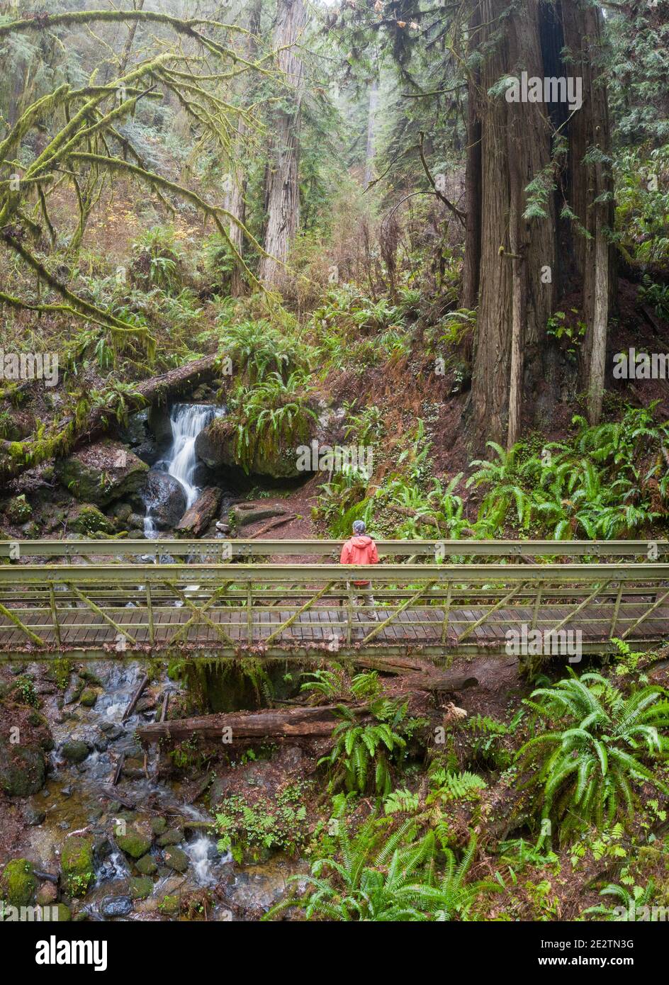 A scenic trail meanders through a moist coastal forest in Klamath ...