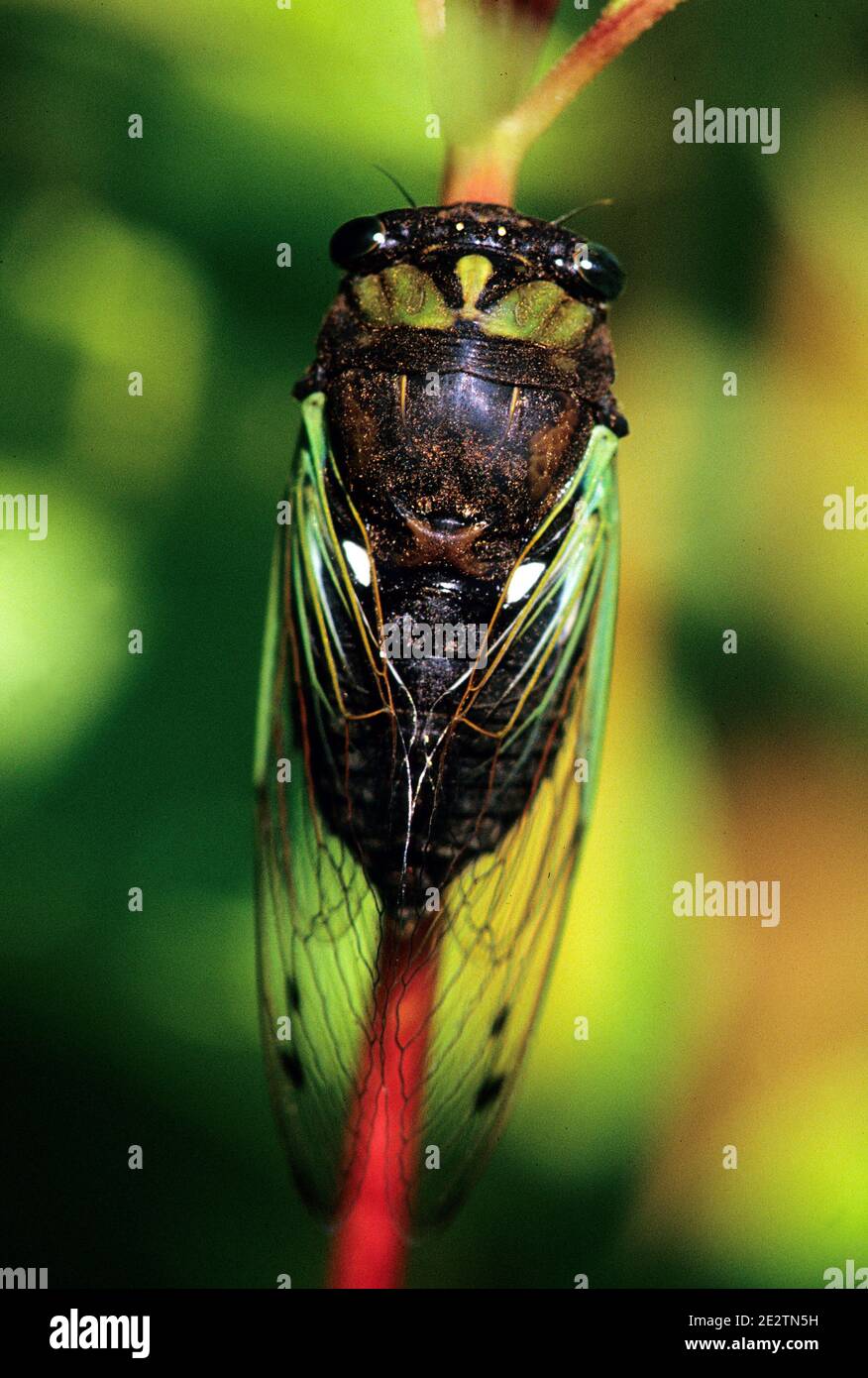 Resting cicada hi-res stock photography and images - Alamy