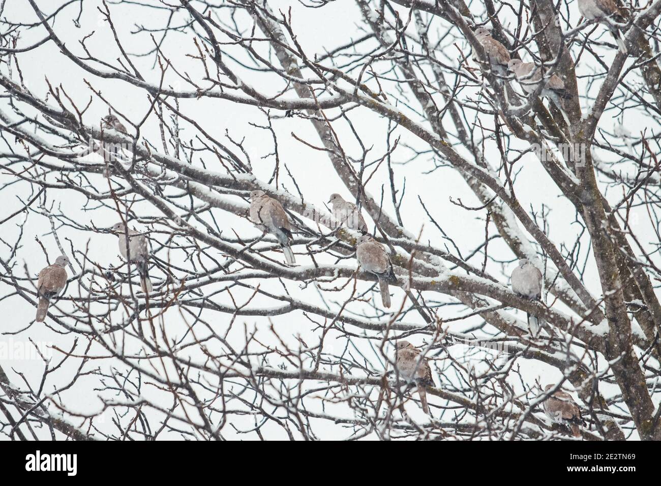Oriental turtle dove identification oriental turtle dove call hi-res ...