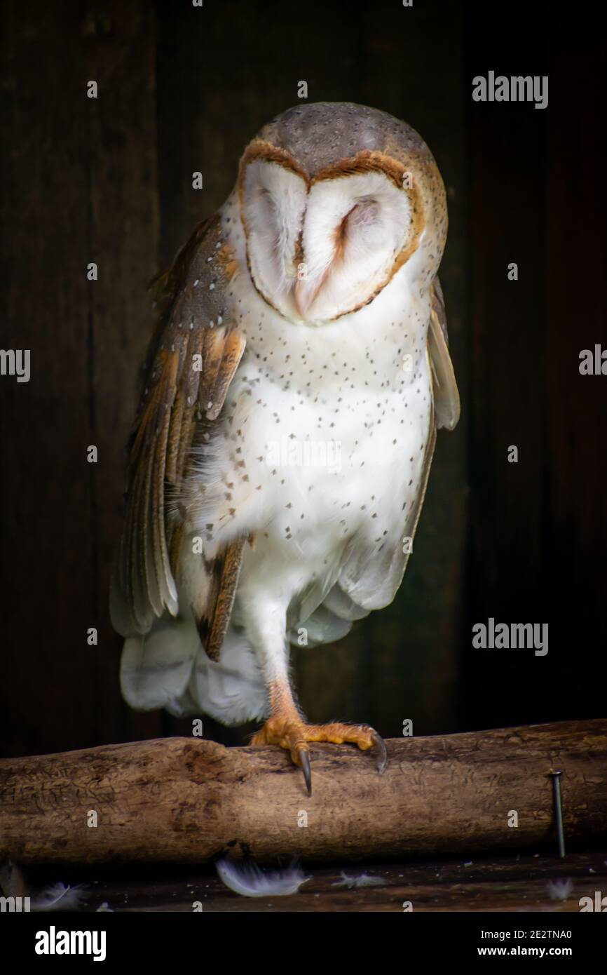 Portrait of a sleeping Barn owl on the tree trunk in the dark ...
