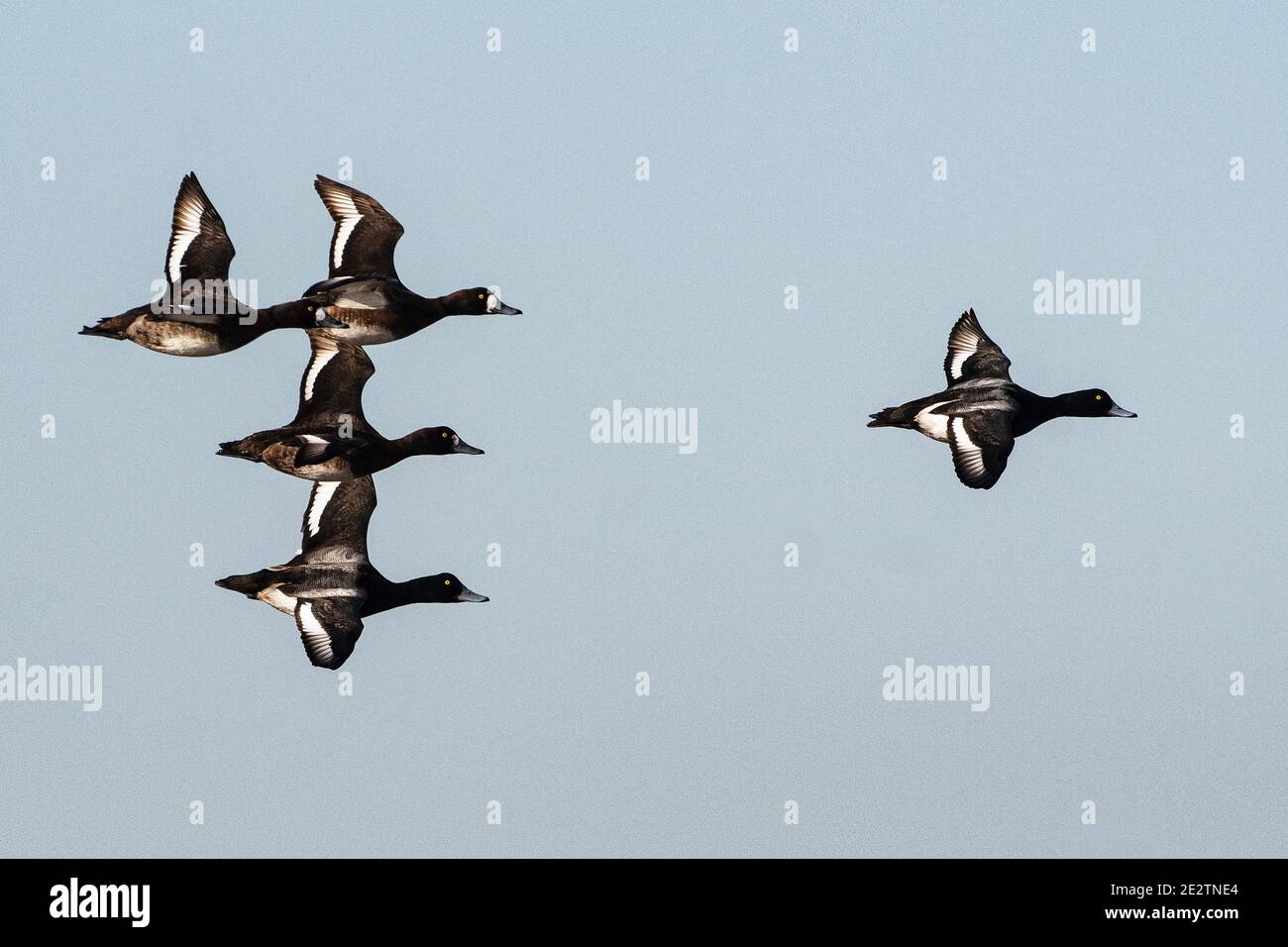 Greater scaup flight Stock Photo - Alamy