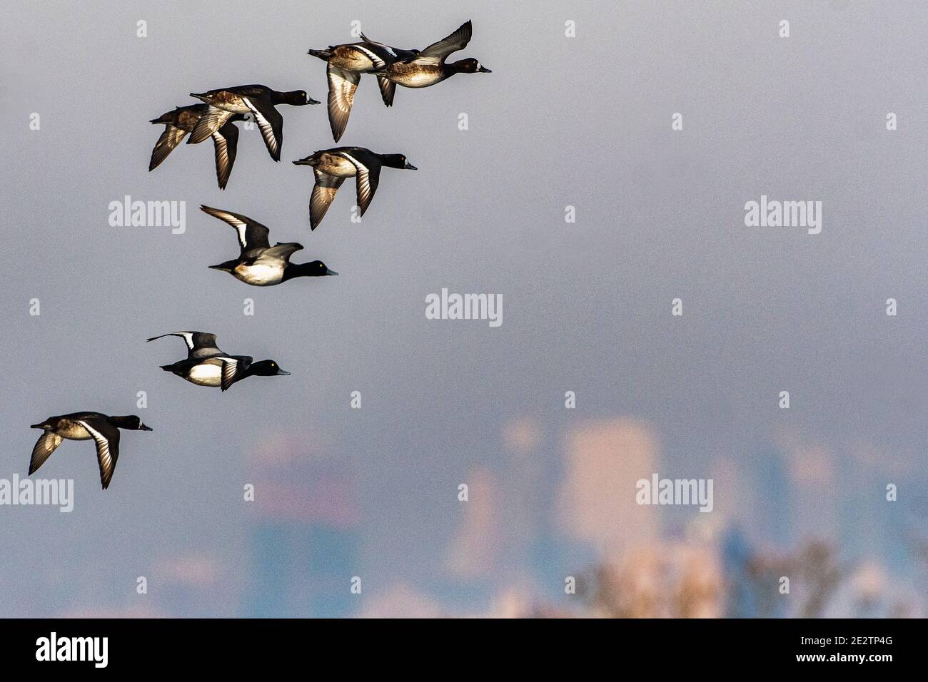 Greater scaup ducks hi-res stock photography and images - Alamy