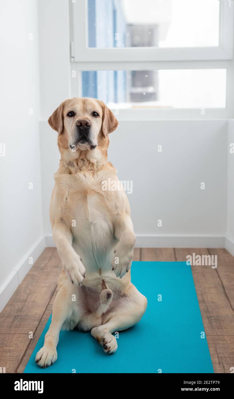 cute white purebred labrador on the fitness mat. concept healthy ...