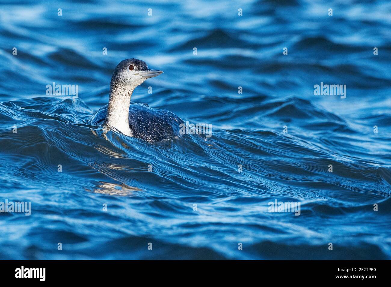 Red-throated loon in winter plumage Stock Photo - Alamy