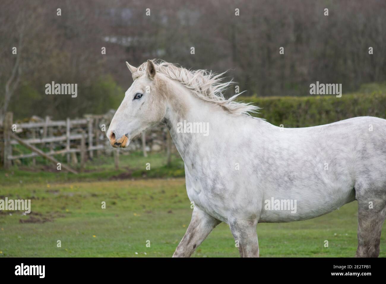 Cheeky horse hi-res stock photography and images - Alamy