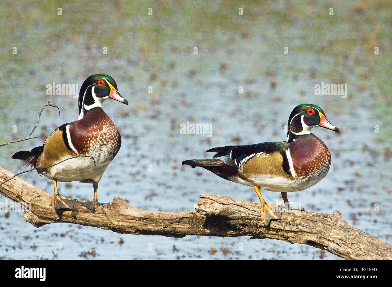 American ducks hi-res stock photography and images - Alamy