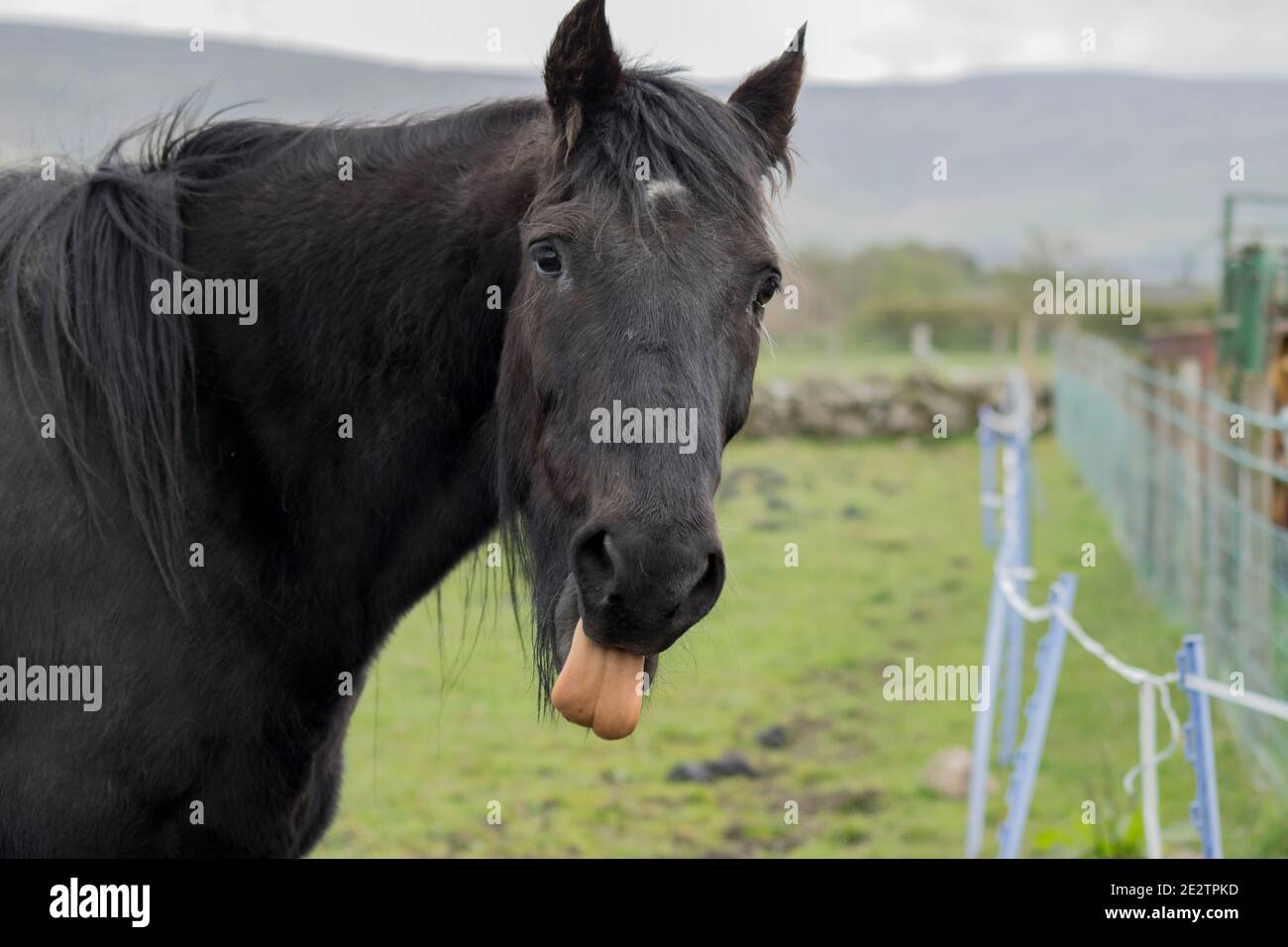 Cheeky horse portrait Stock Photo - Alamy