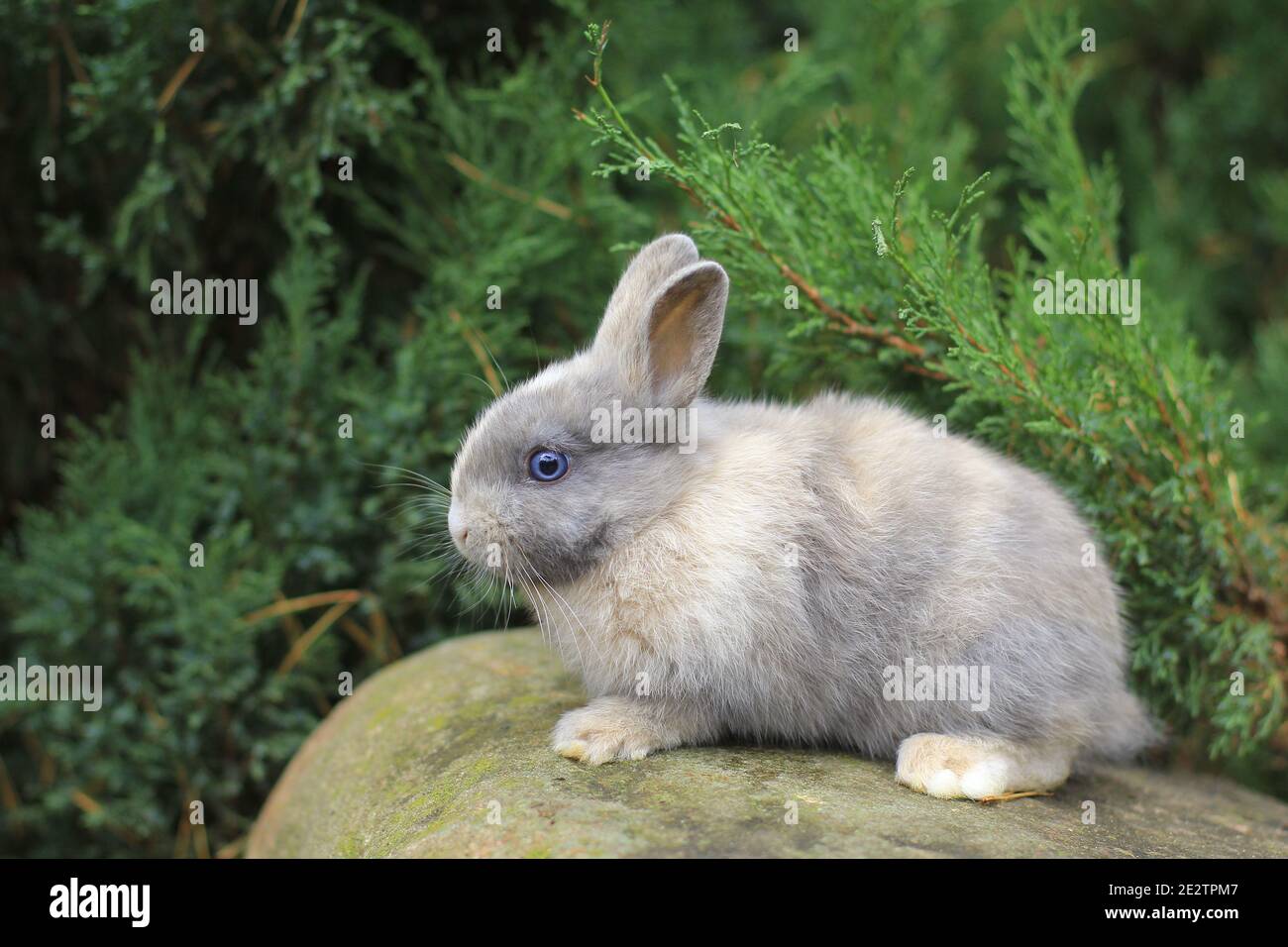 grey rabbit with blue eyes sitting on a rock Stock Photo - Alamy