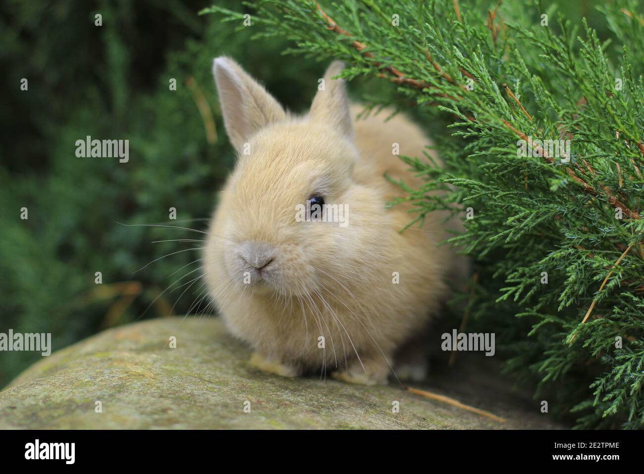 red rabbit with dark eyes sitting on a rock Stock Photo - Alamy
