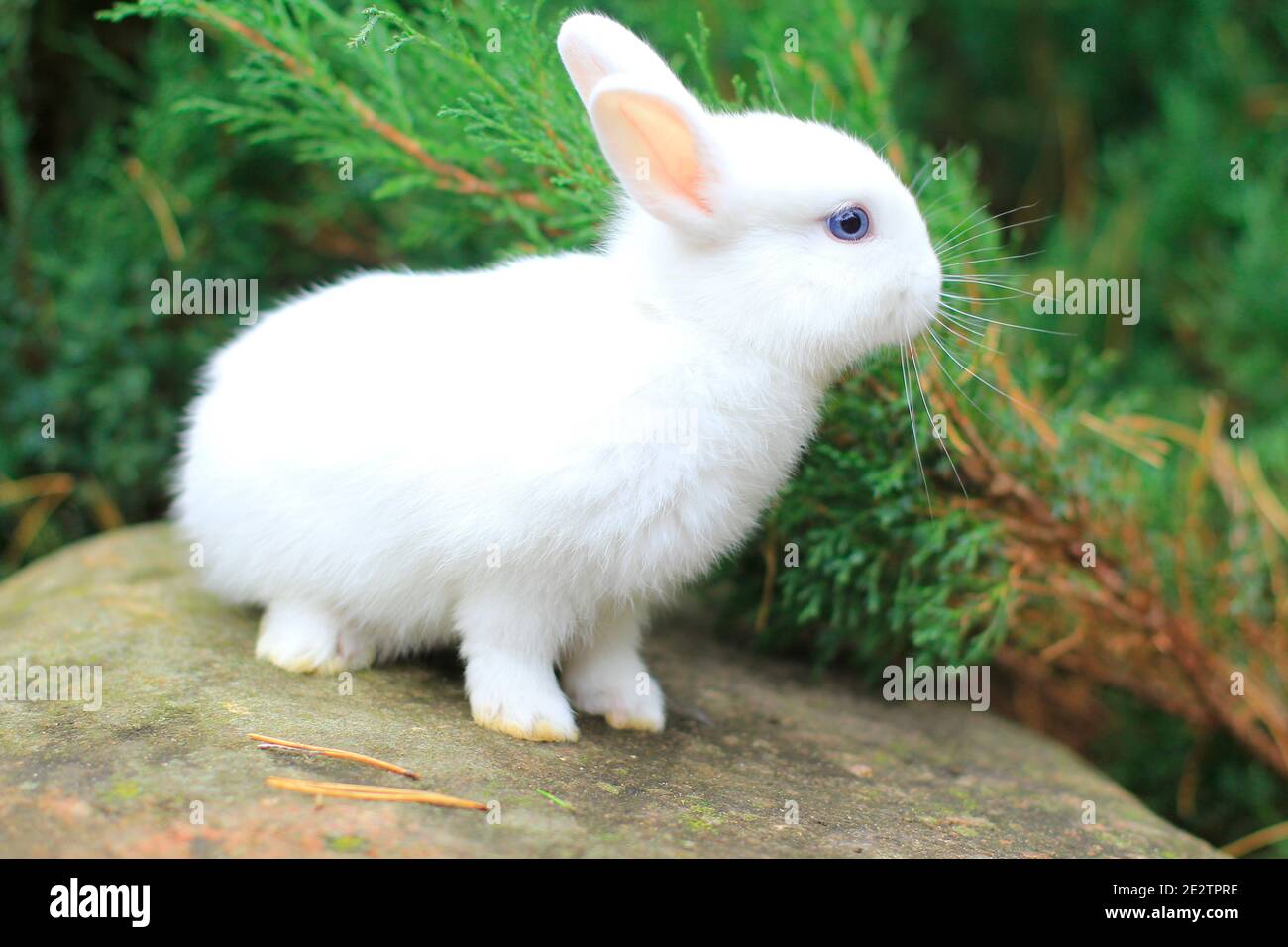 Cute White Rabbits
