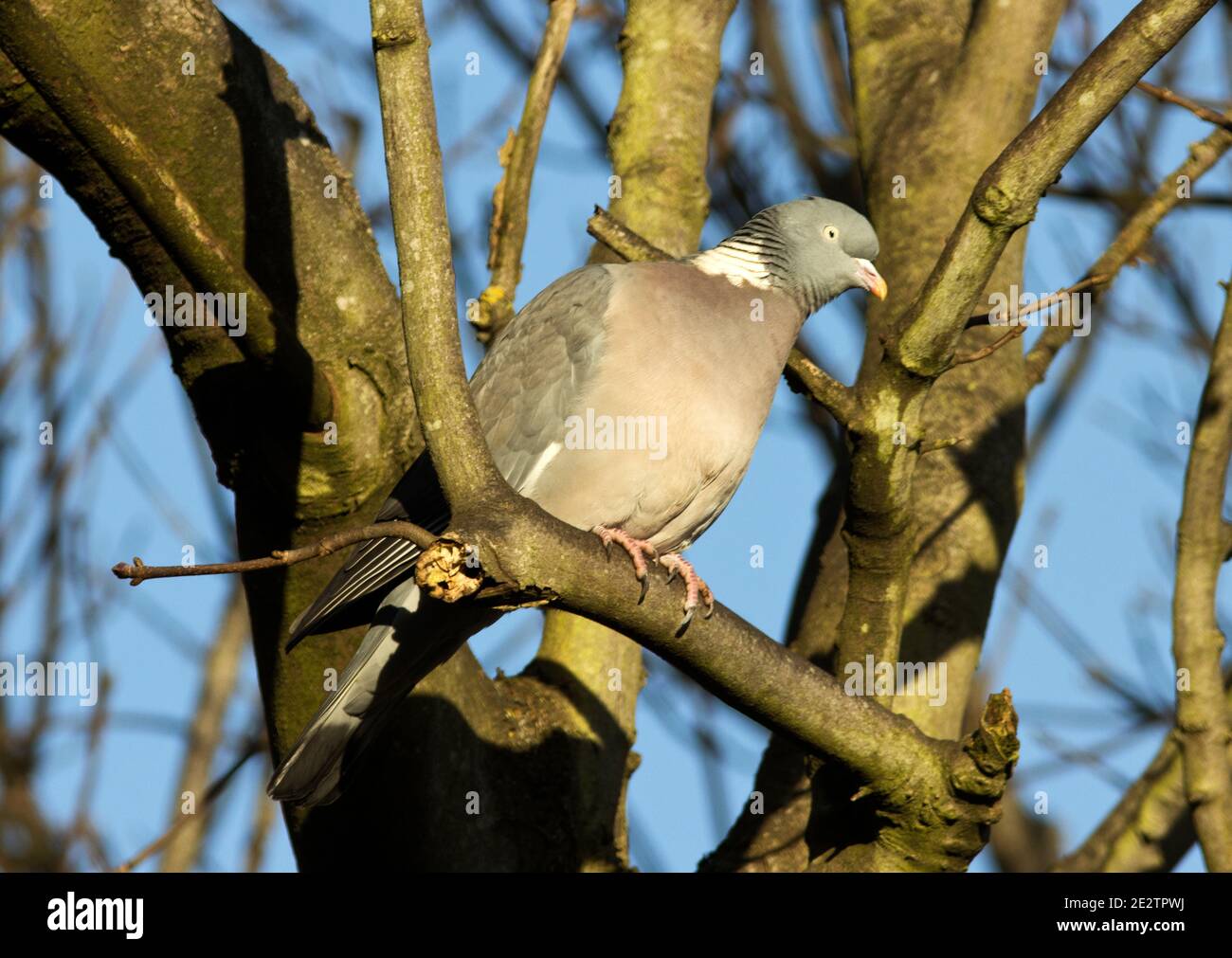 An alert Wood Pigeon watches passers-by always on the look-out for food ...