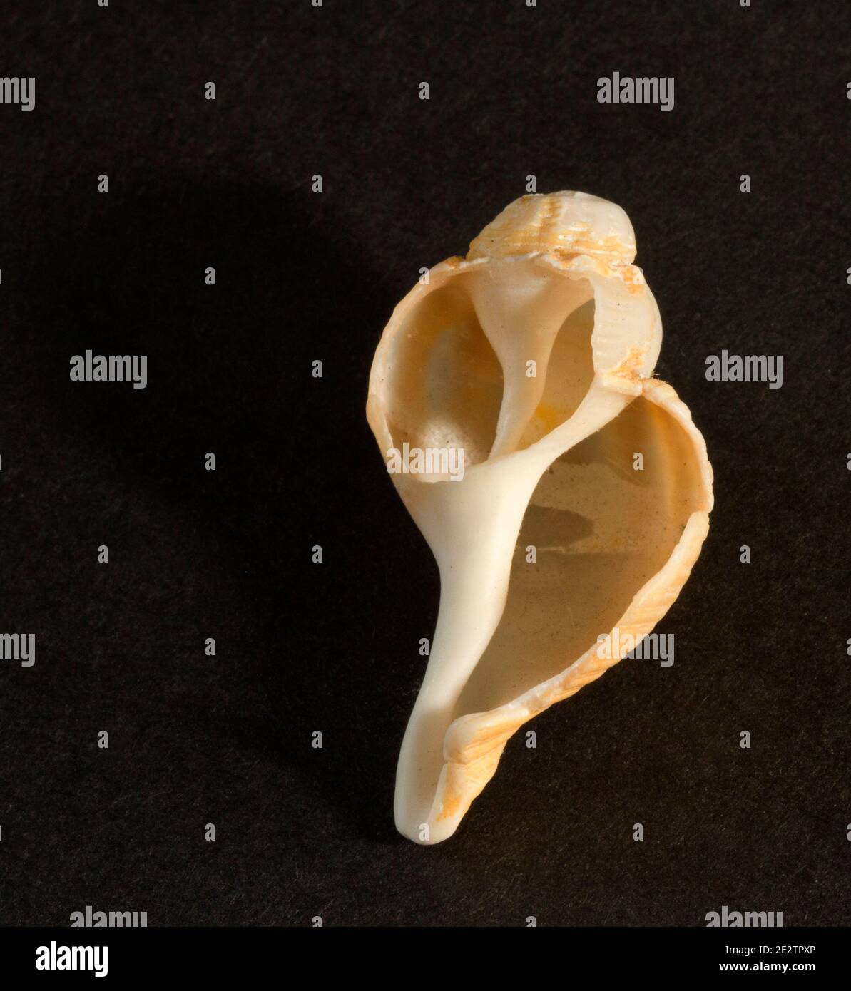 Rigidity hi-res stock photography and images - Alamy