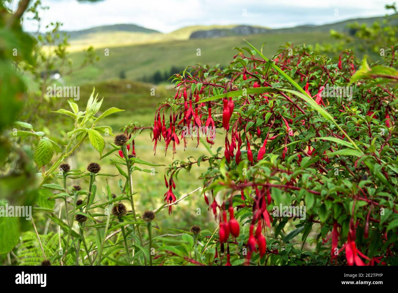Spring flowers donegal hi-res stock photography and images - Alamy