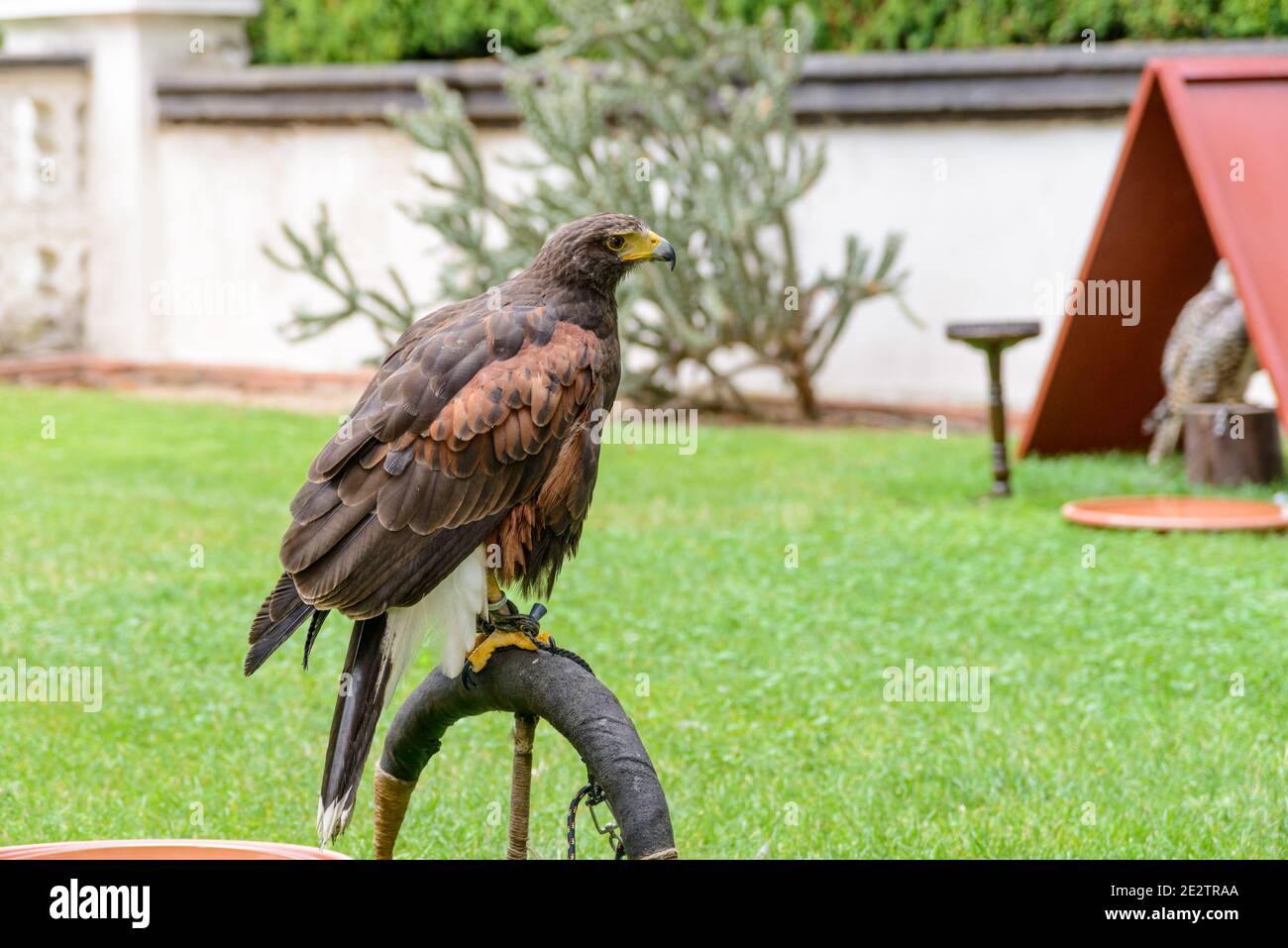 Prague czech republic eagle hi-res stock photography and images - Alamy