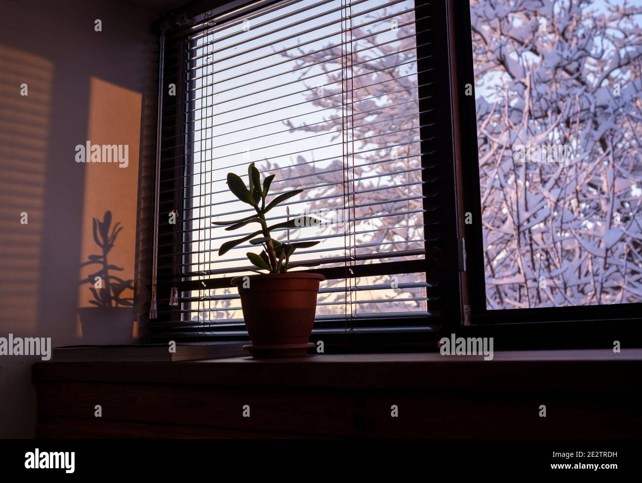 Plant on windowsill, winter landscape out of window Stock Photo - Alamy