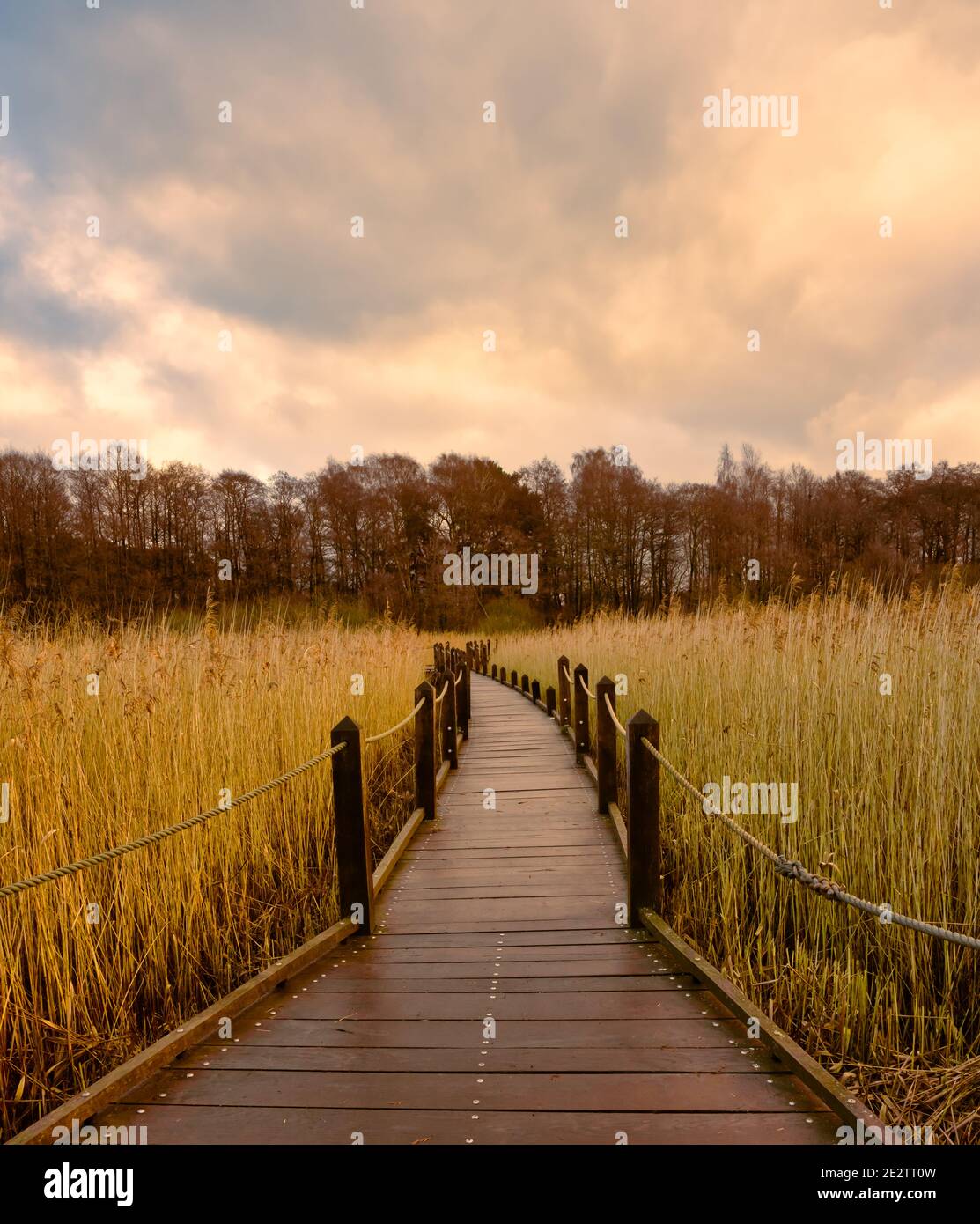A boardwalk in a marshland full of reeds in golden color with an ...