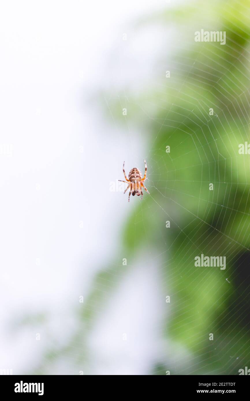 Spider on a cobweb on a blurred background Stock Photo - Alamy