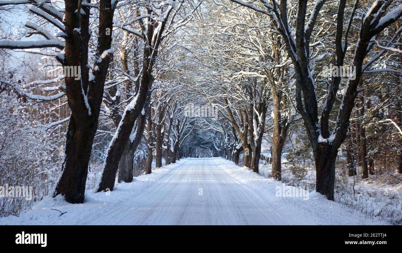Tree lined country road in winter Stock Photo - Alamy