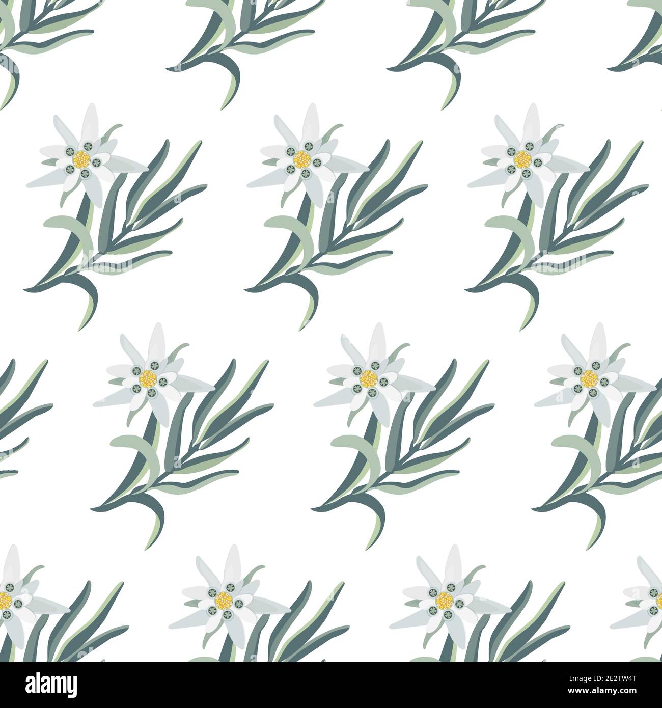 Edelweiss. Seamless botanical pattern with edelweiss flowers. Stock ...