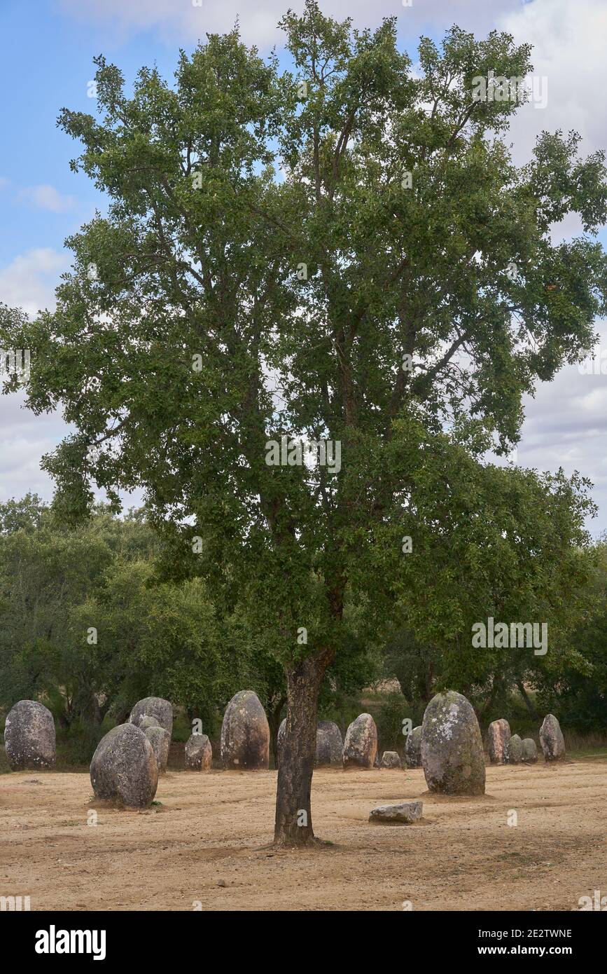 Cromlech of Almendres megalithic stone complex with cork trees in ...
