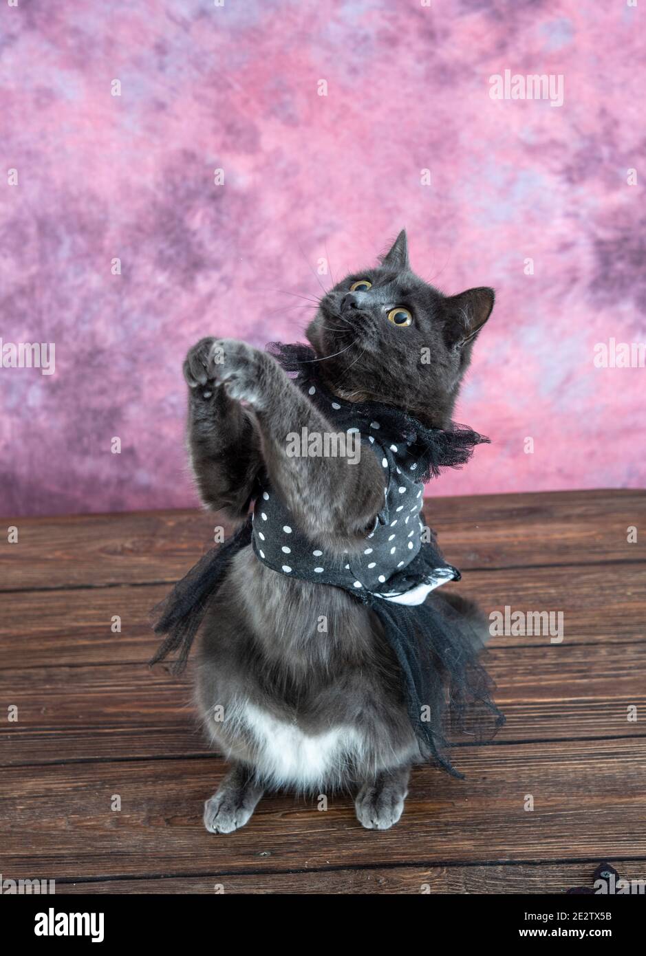 A playful cat in a costume standing up on its back legs Stock Photo - Alamy