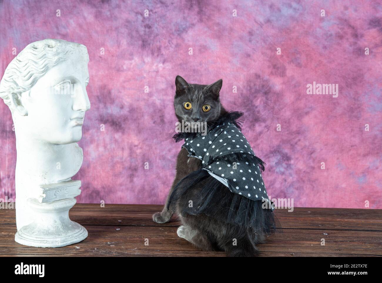 Plaster cast animals hi-res stock photography and images - Alamy