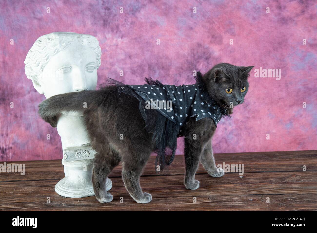 A playful cat in a costume rubbing against plaster cast Stock Photo - Alamy