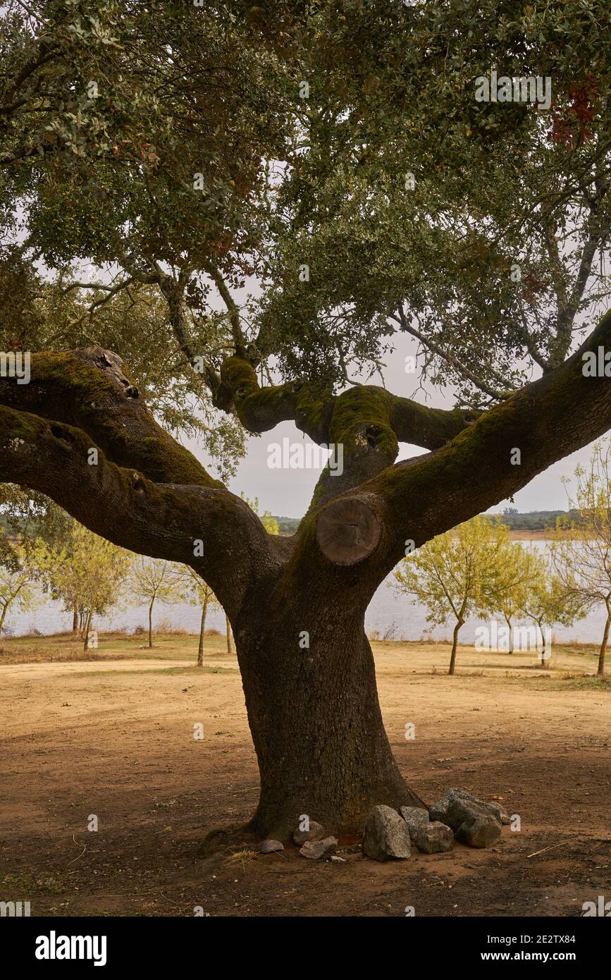 Cork trees in autumn fall in beautiful Alentejo nature landscape in ...