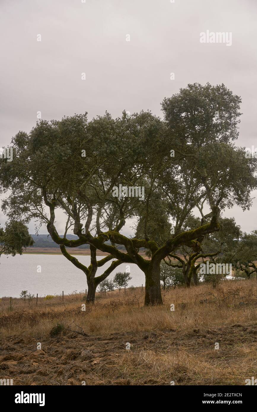 Cork trees in autumn fall in beautiful Alentejo nature landscape in ...