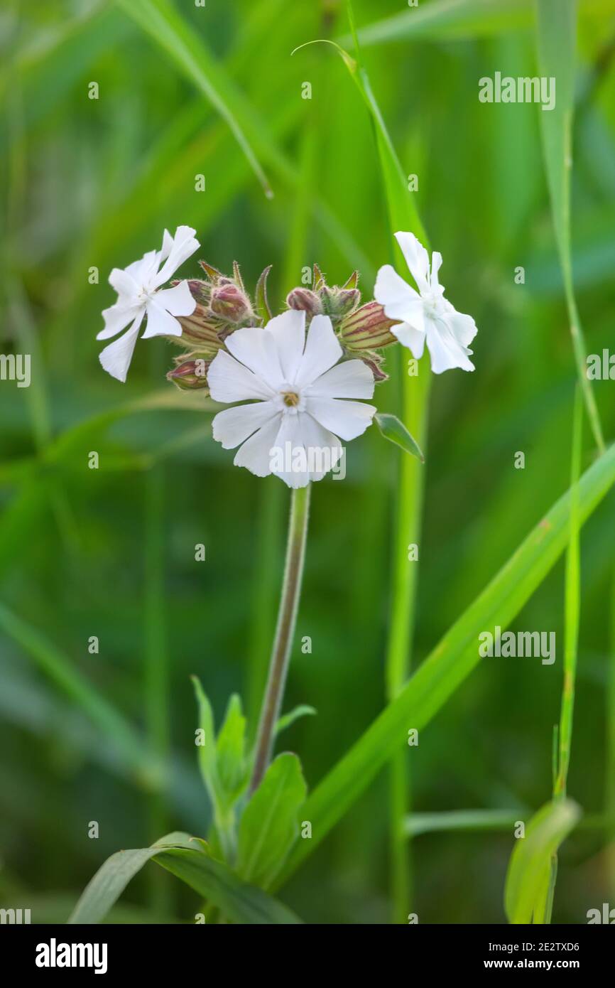The Evening Campion (Melandrium album) blooms in mid-summer. Northern ...