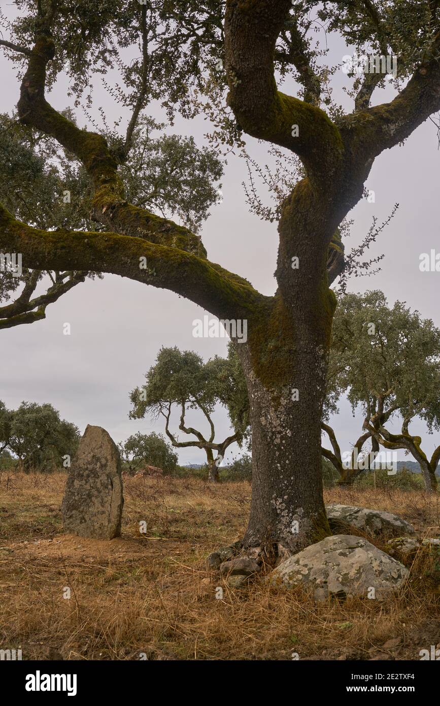 Cork trees in autumn fall in beautiful Alentejo nature landscape in ...