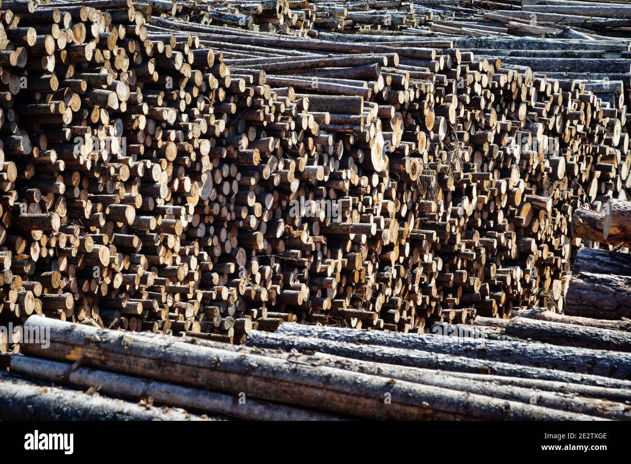 Clear felling system hi-res stock photography and images - Alamy