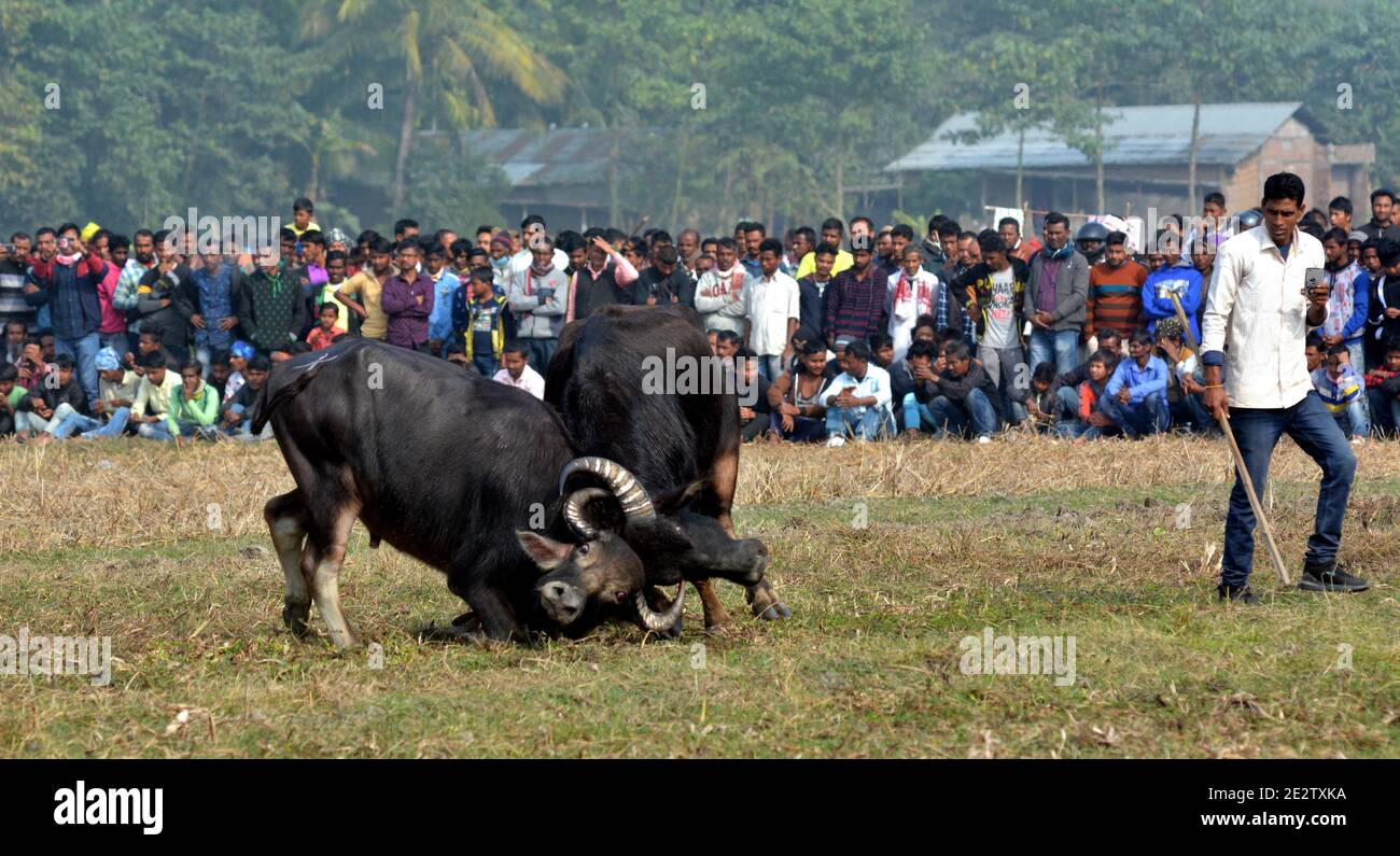 Morigaon, India. 15th Jan, 2021. Villagers watch a buffalo fight during ...