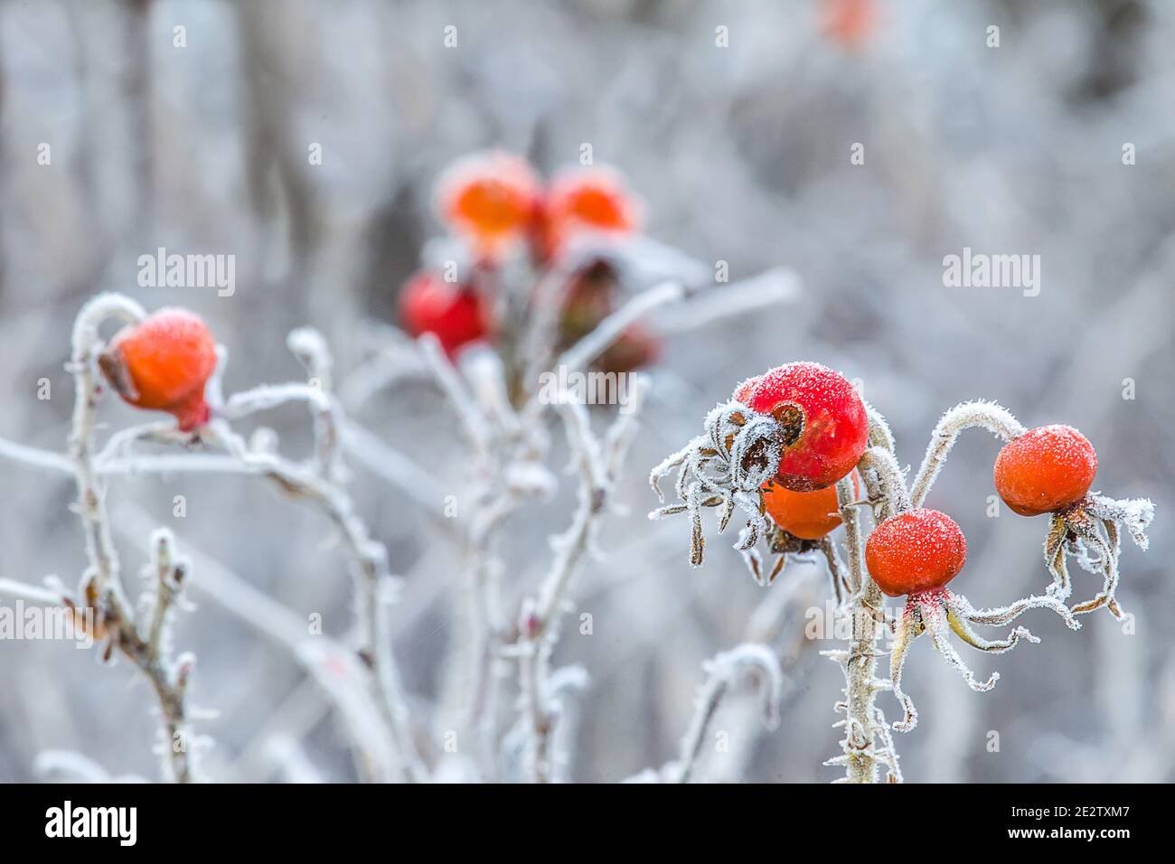 Aestheticism of dead nature. Bright red fruits of wild rose (Ramanas ...