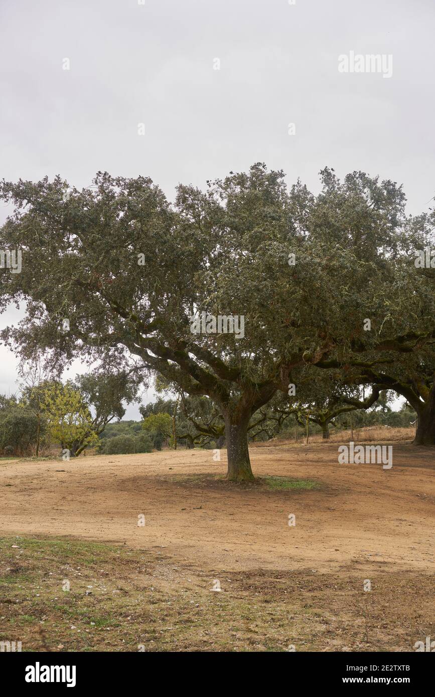 Cork trees in autumn fall in beautiful Alentejo nature landscape in ...