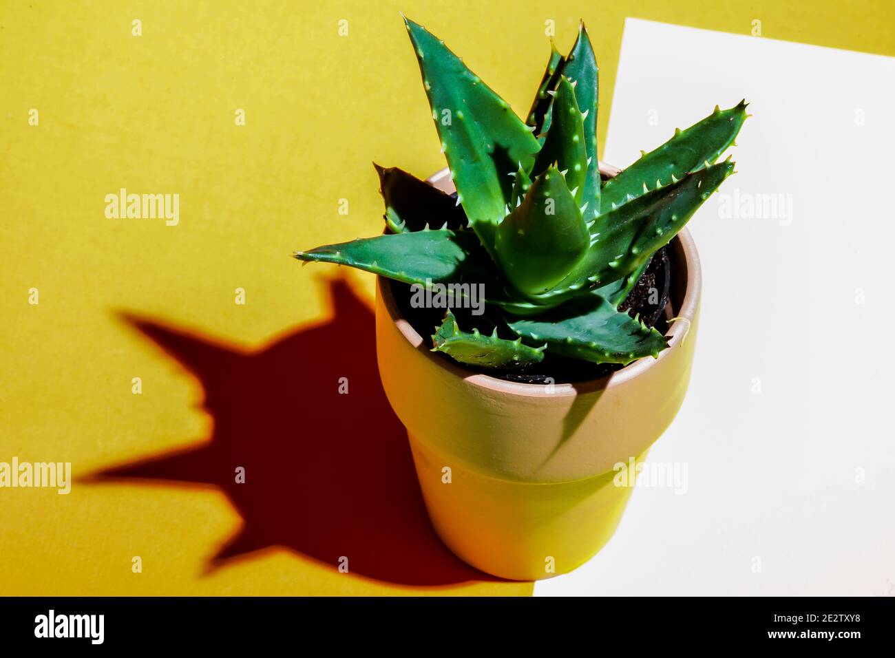 Close up from cactus on colored background and shadow Stock Photo - Alamy