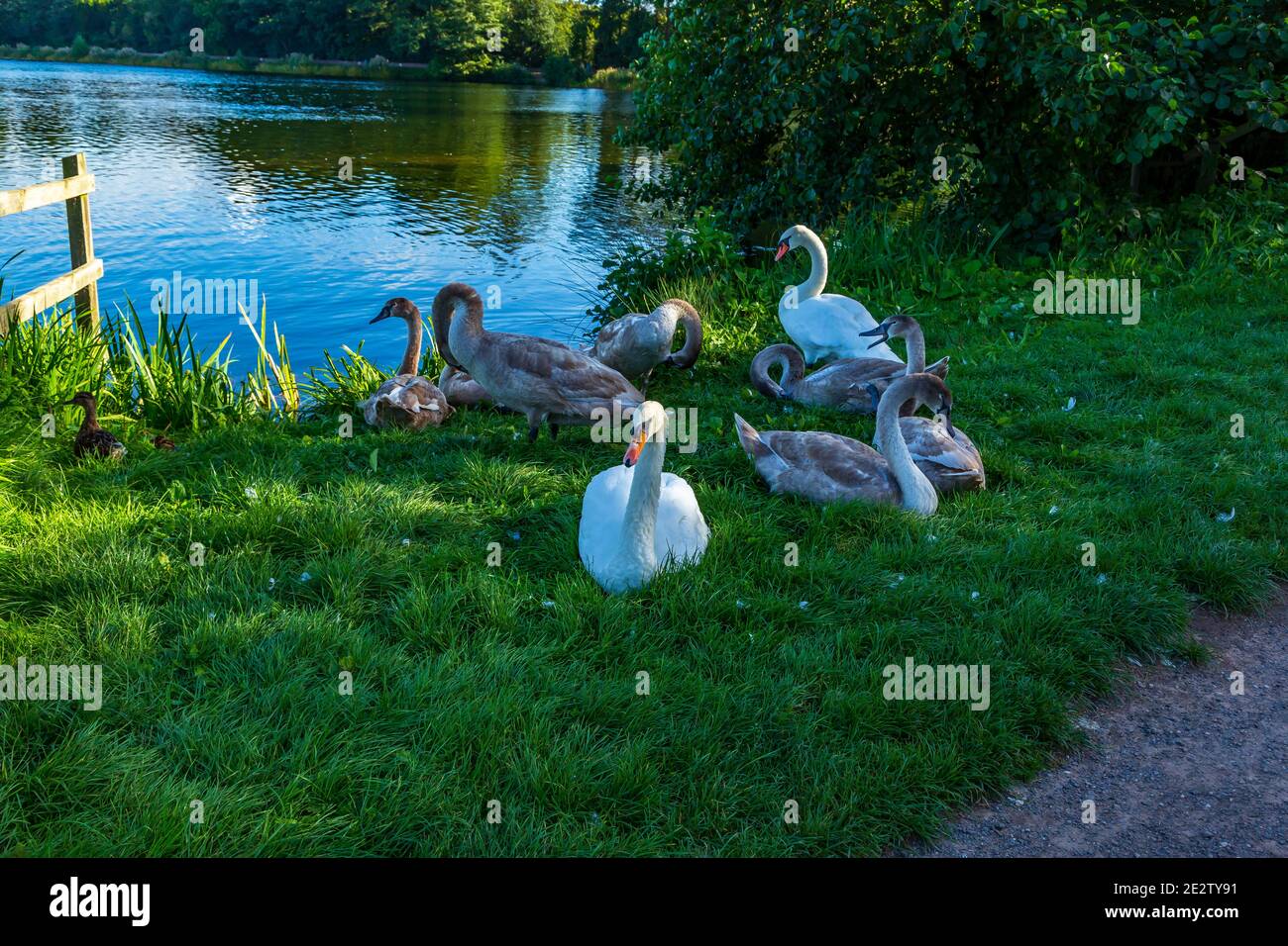 Views of Himley Hall in Dudley Stock Photo - Alamy