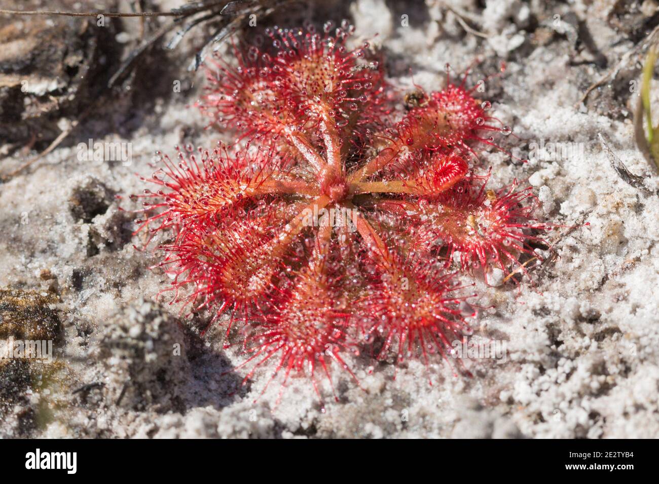 Rosette of the carnivorous plant Drosera hirtella in its natural ...