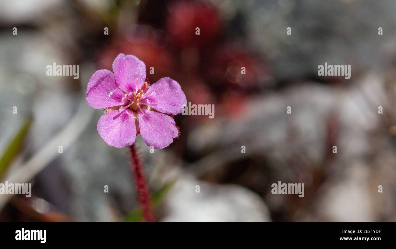 The small pink flower of Drosera hirtella, a carnivorous plant, seen in ...