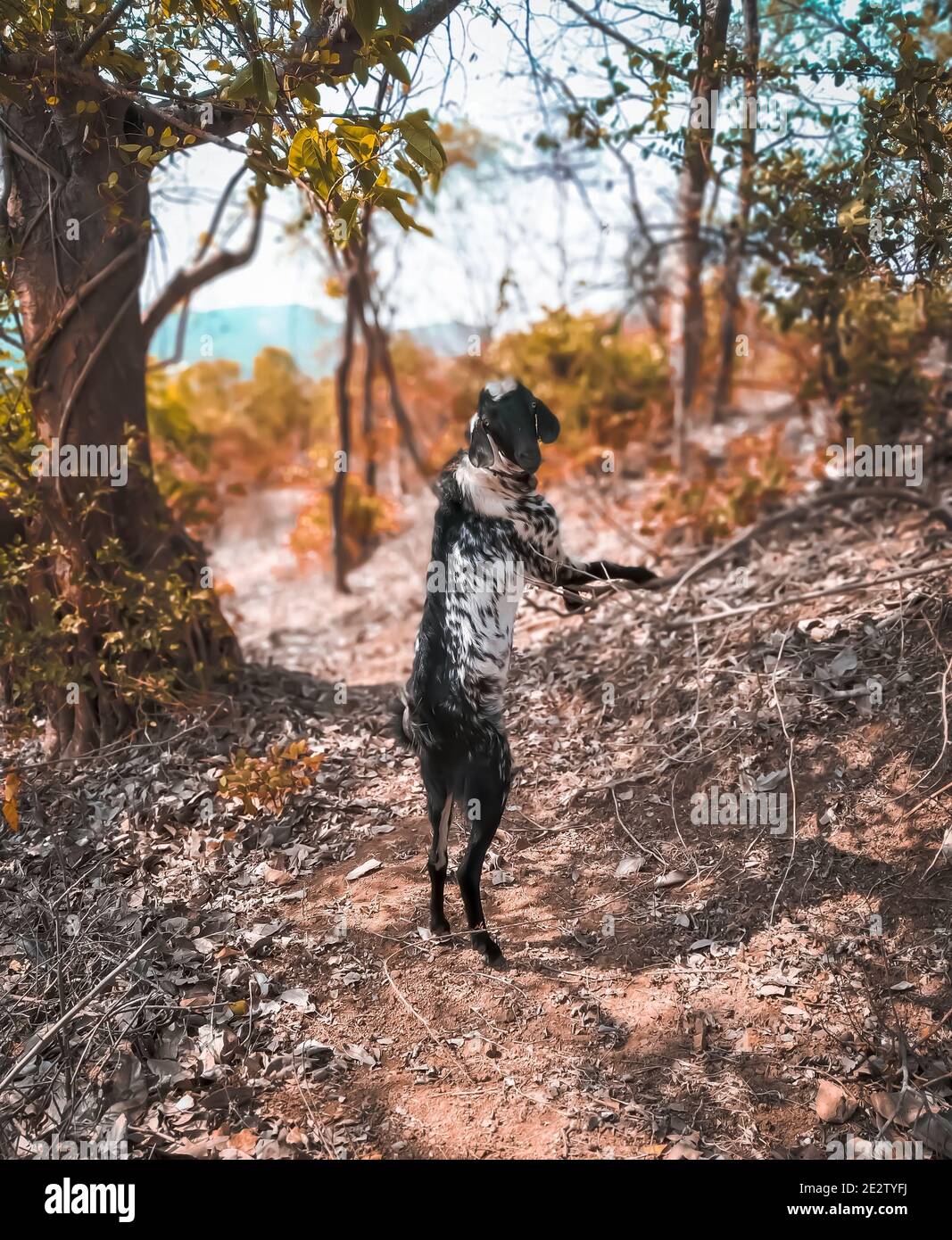 Closeup view of a goat standing on his back feet with his full length ...