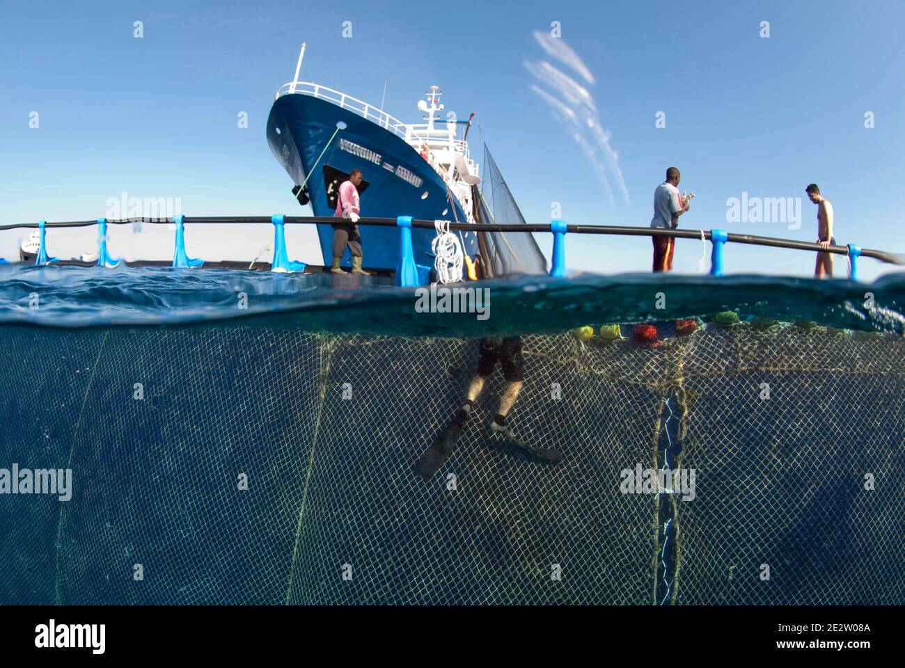 Divers working on seine fishing net. Atlantic bluefin tuna fishing ...