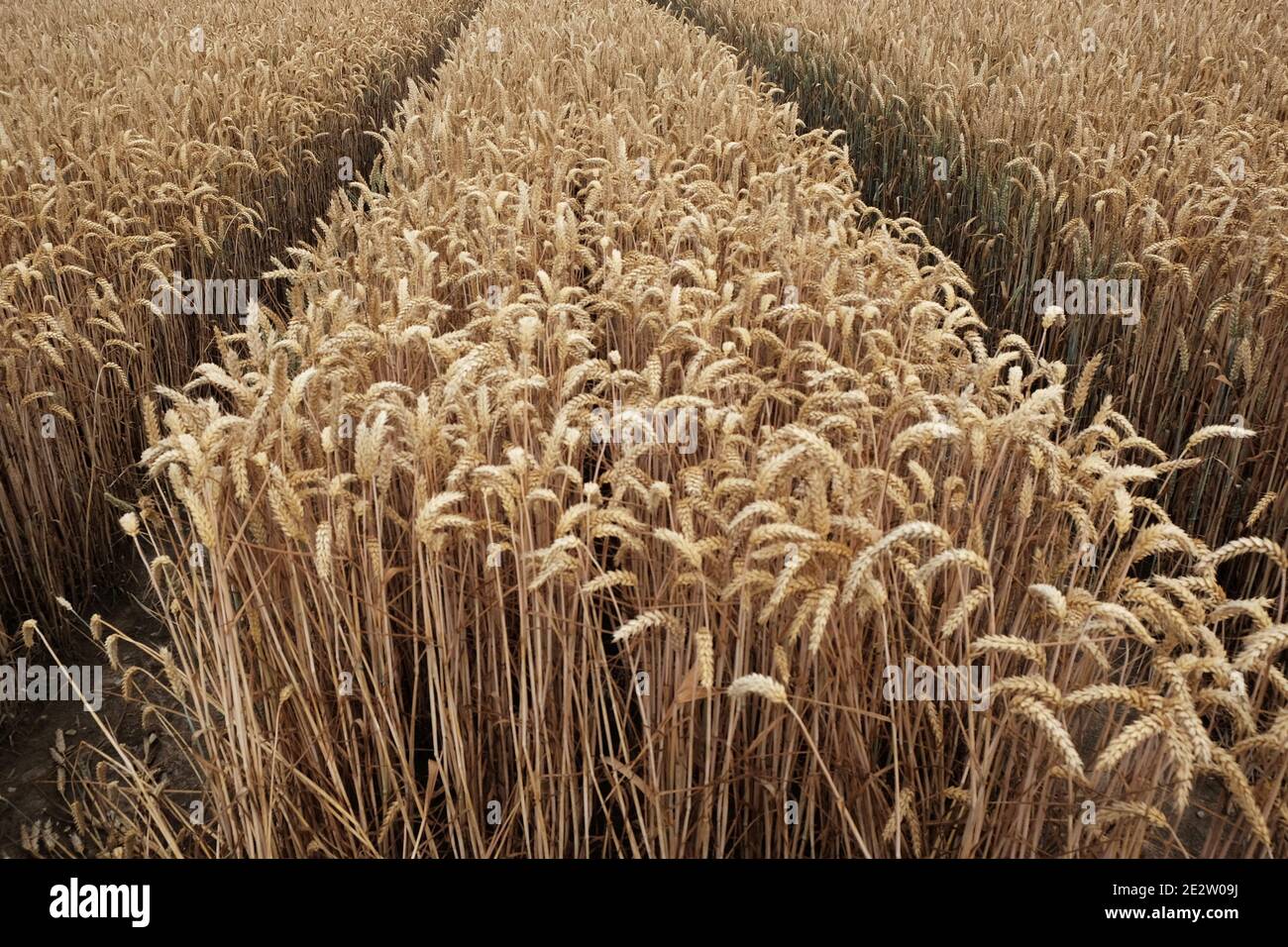 Beautiful shot crop field hi-res stock photography and images - Alamy