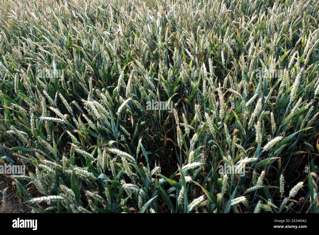 Shot wheat field in hi-res stock photography and images - Alamy