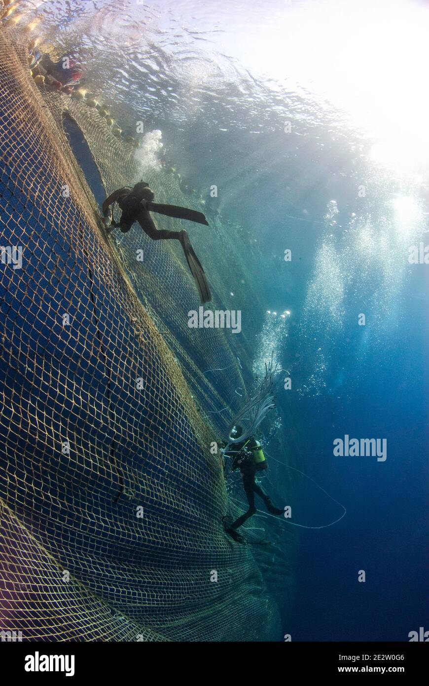 Divers working on seine fishing net. Atlantic bluefin tuna fishing ...