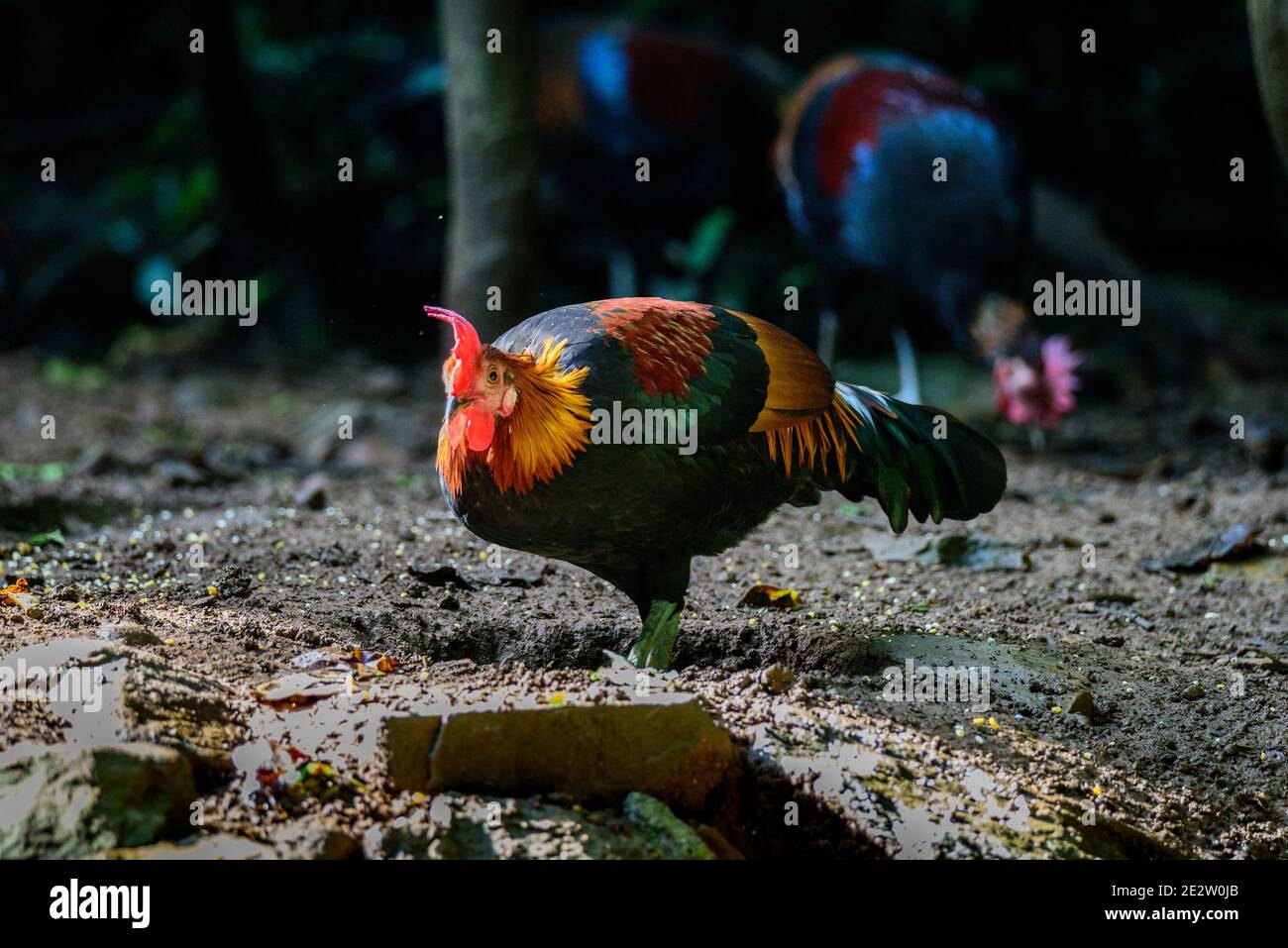 Bird, Red Junglefowl ( Gallus gallus ), Birds on ground Stock Photo - Alamy