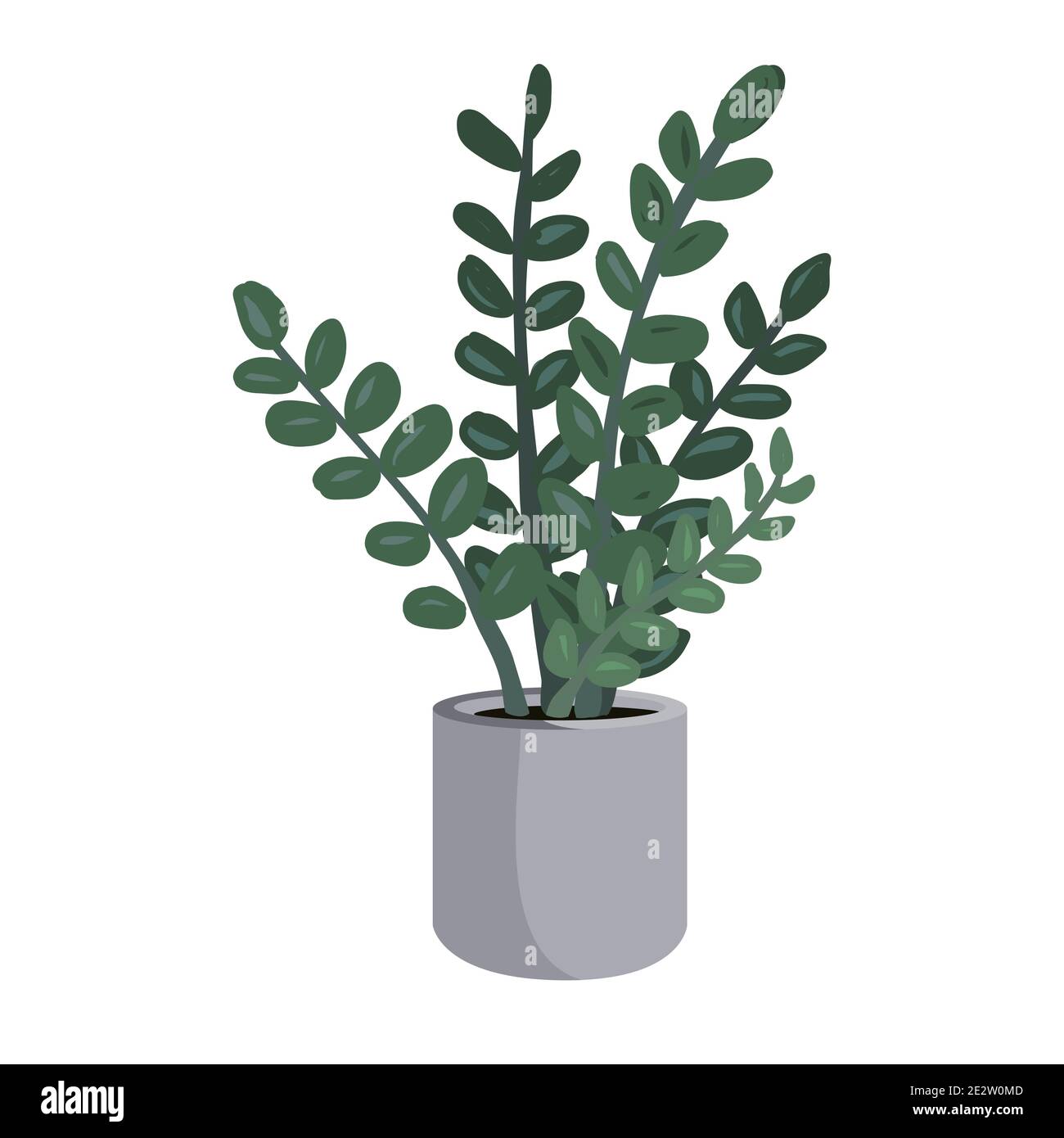 Potted Zamioculcas or zz plant vector illustartion. Houseplant isolated ...