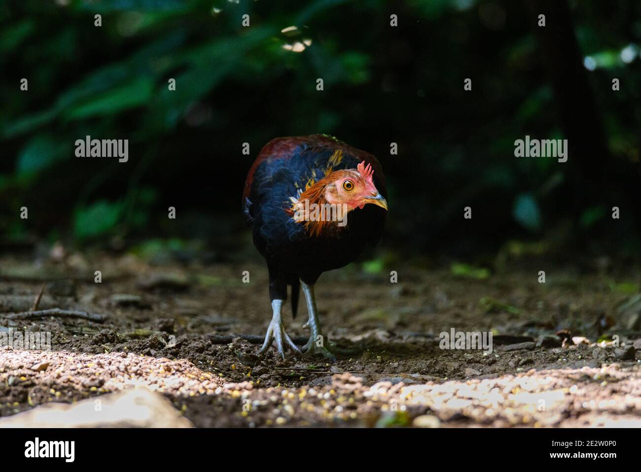 Bird, Red Junglefowl ( Gallus gallus ), Birds on ground Stock Photo - Alamy
