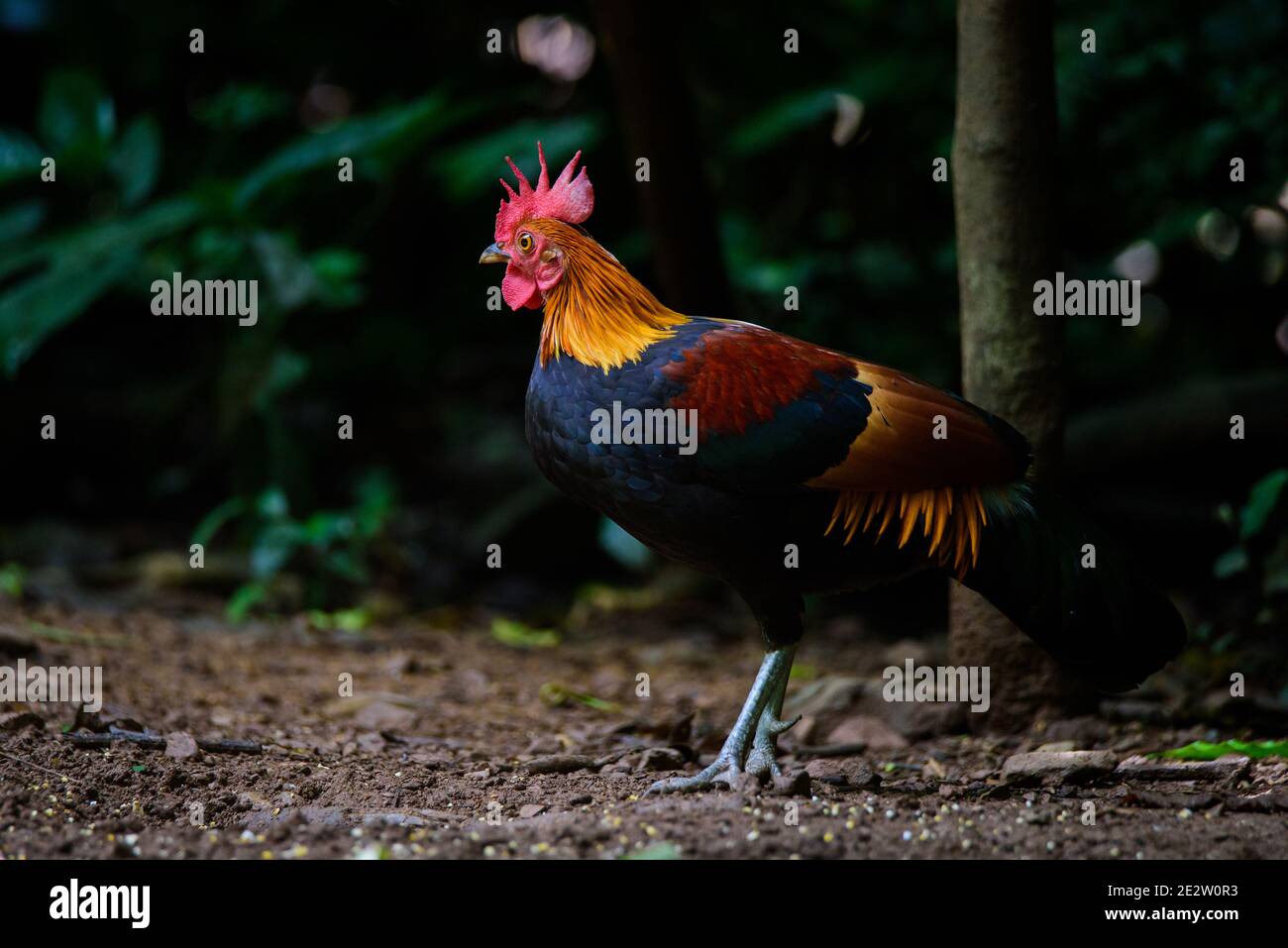 Bird, Red Junglefowl ( Gallus gallus ), Birds on ground Stock Photo - Alamy