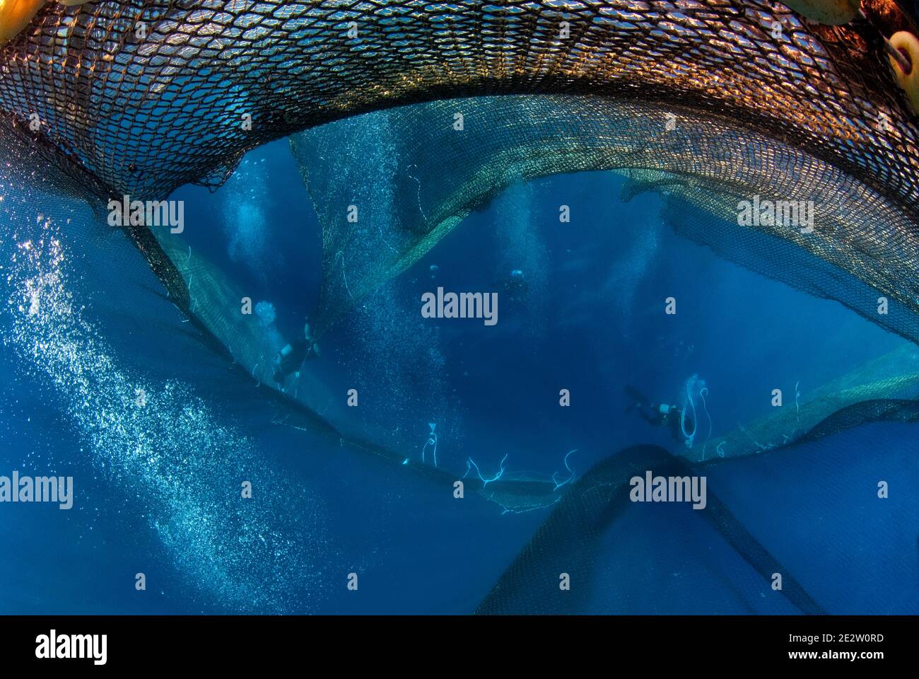 Atlantic bluefin tuna fished in seine fishing net. Mediterranean Sea ...